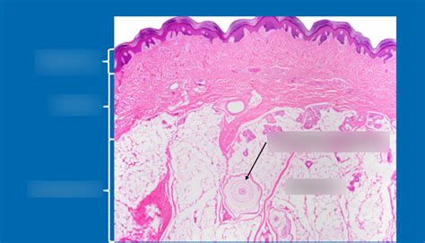 Pacinian Lamellar Corpuscle Microscope Diagram Quizlet