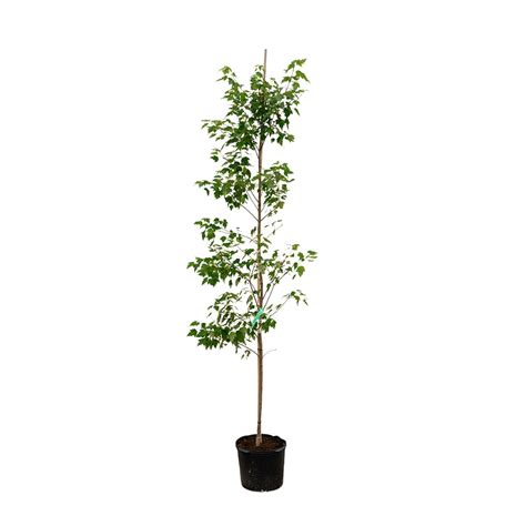 Landscape Basics 265l Crimson King Norway Maple Tree With Burgundy