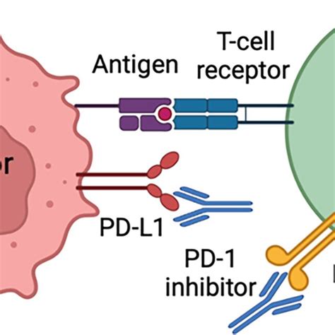 Characterization Of Mouse Myeloid Dc Mono Dc And Hematopoietic Download Scientific Diagram