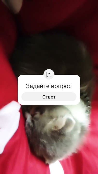 Спит камочек он устал Youtube