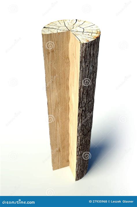 Cross Section Tree Trunk Object Stock Illustration Illustration Of
