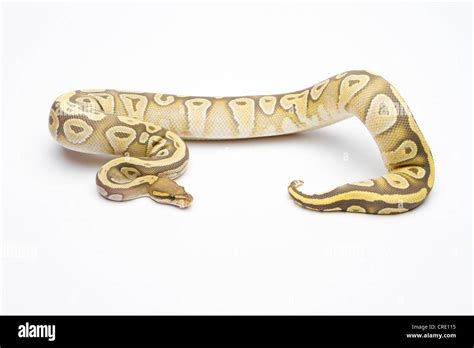 Royal Python Python Regius Hypo Mojave Female Reptile Breeder Willi Obermayer Austria