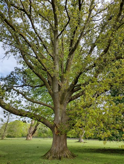 Quercus Canariensis Trees And Shrubs Online