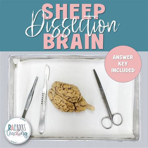 Sheep Brain Parts And Functions By Rae Rocks Teaching Tpt