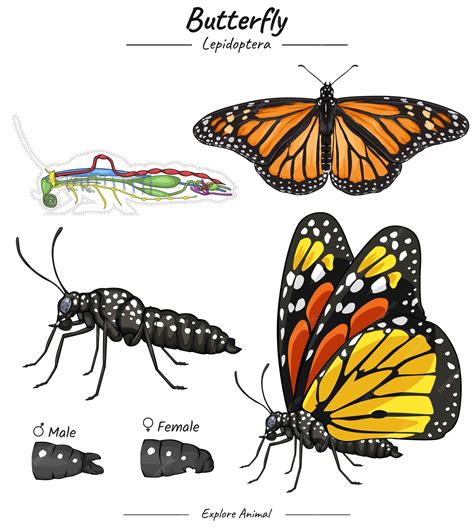 Premium Vector Butterfly With Anatomy Illustration