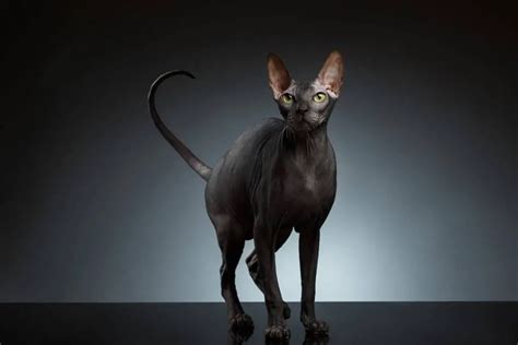 6 Things You Didnt Know About Sphynx Cats The Catington Post