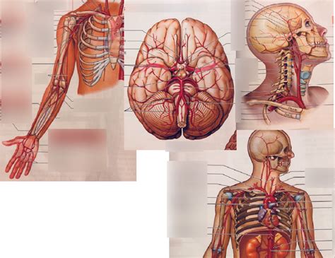 Arteries Pt 1 Diagram Quizlet