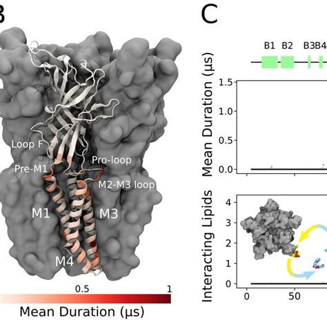 Cryo Em And Simulations Reveal Lipid Interaction Sites A Cryo Em