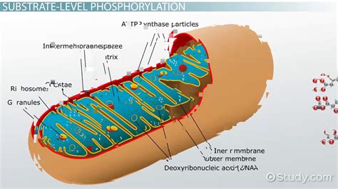 Substrate Level Phosphorylation Krebs Cycle