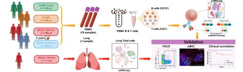 Nat Commun 仁济医院与中科院巴斯德所合作，利用单细胞测序 多色流式 多重免疫荧光方法揭示严重风湿免疫疾病发病机理 知乎