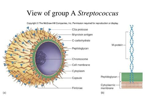 Streptococcus Structure