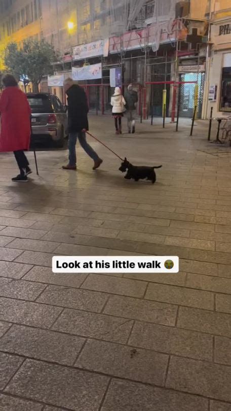 A Distinguished Gentleman Tumbex