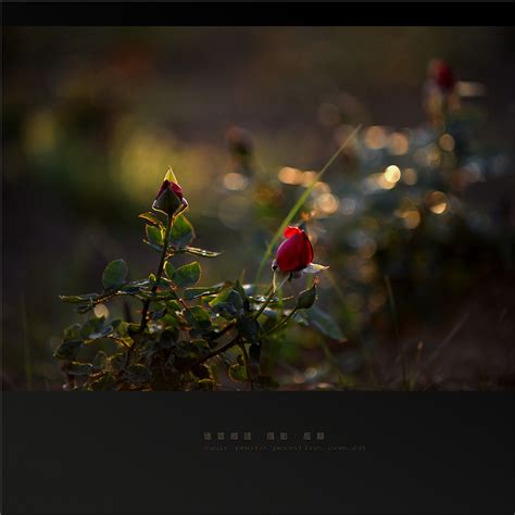 【花卉的世界摄影图片】屋后生态摄影诸葛卿廷的摄影札记太平洋电脑网摄影部落