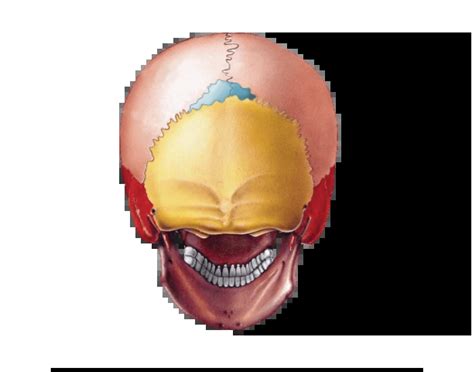 Cranium Bones Sutures Quiz