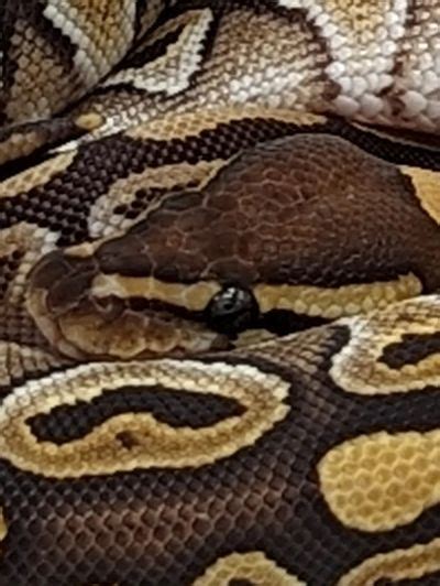Ball Python Care Guide