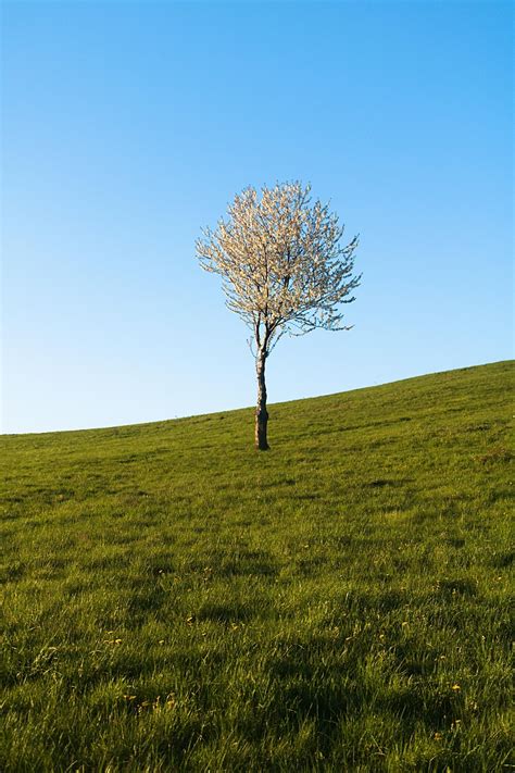 Tree Grass Hill Free Photo On Pixabay Pixabay