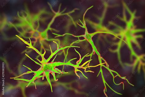 Astrocytes Brain Glial Cells 3d Illustration Astrocytes Also Known As Astroglia Connect