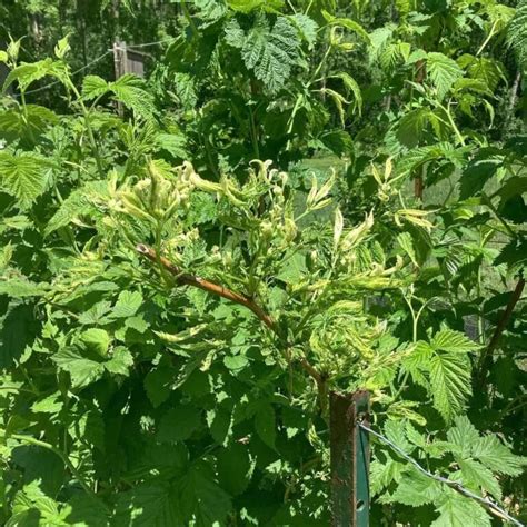15 Raspberry Pests And Diseases You Should Know About Garden Patch Raspberry Plants