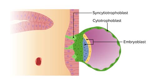 Embryoblast And Trophoblast Development Concise Medical Knowledge