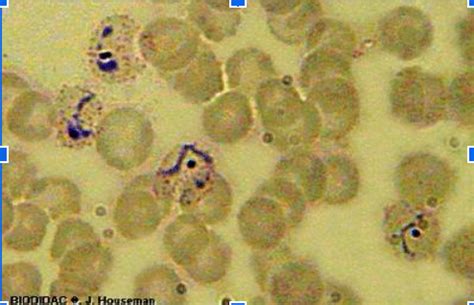 Lab Labeling Flashcards Quizlet