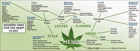Hemp Could Free Us From Oil Prevent Deforestation Cure Cancer And Its Environmentally Friendly