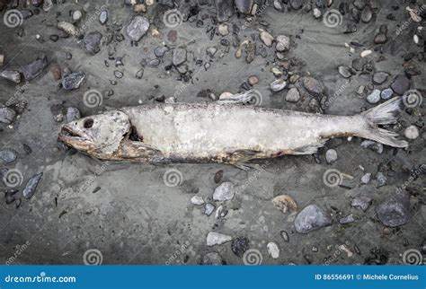 Dead Salmon On Beach Stock Image Image Of Fish Southeast 86556691