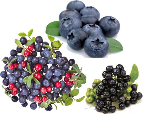There Are Only A Few People Who Know The Differences Between A Huckleberry And A Blueberry And