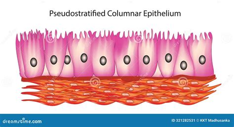 Pseudostratified Columnar Epithelium Cartoon Vector 321282531