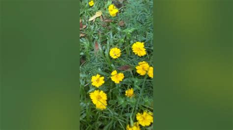 ලස්සන කහ පාට දාස් මල් ටිකක් 🌼🌼🌼🌸🌸🌼🌼🌼🌸🌸🌼🌼🌼 Youtube