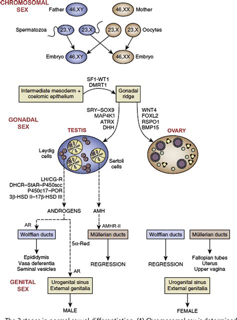 Figure 3 From Fertility Issues In Disorders Of Sex Development