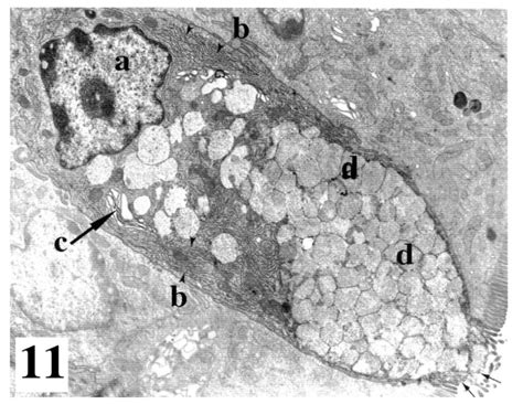 DIG Week Goblet Cell Diagram Quizlet