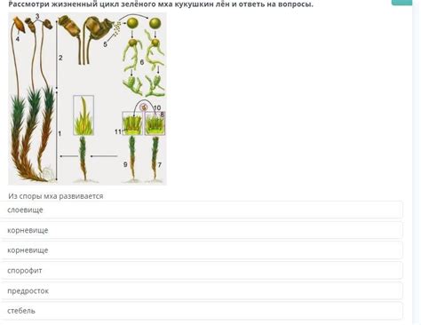 рассмотри жизненый цикл зеленого мха кукушкин лен и ответь на вопросы Школьные Знания Com