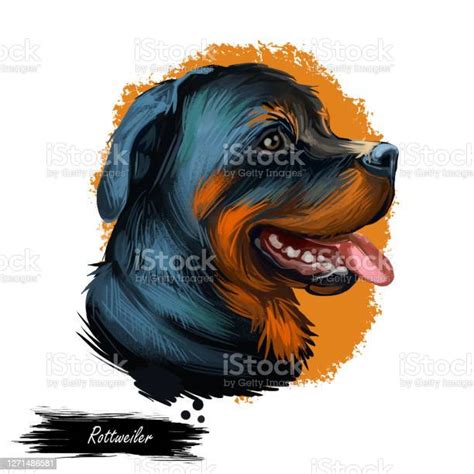 로트와일러 개 초상화는 흰색으로 고립되어 있습니다 웹 티셔츠 프린트 강아지 커버 디자인으로 그려진 디지털 아트 일러스트 핸드 로트 로티 로트와일러 메츠거훈드 로트와일 정육점