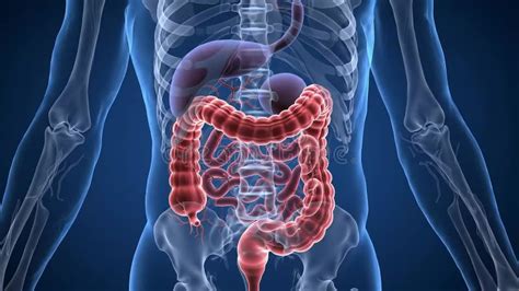 Detailed Medical Animation Of Human Digestive System Highlighting Large