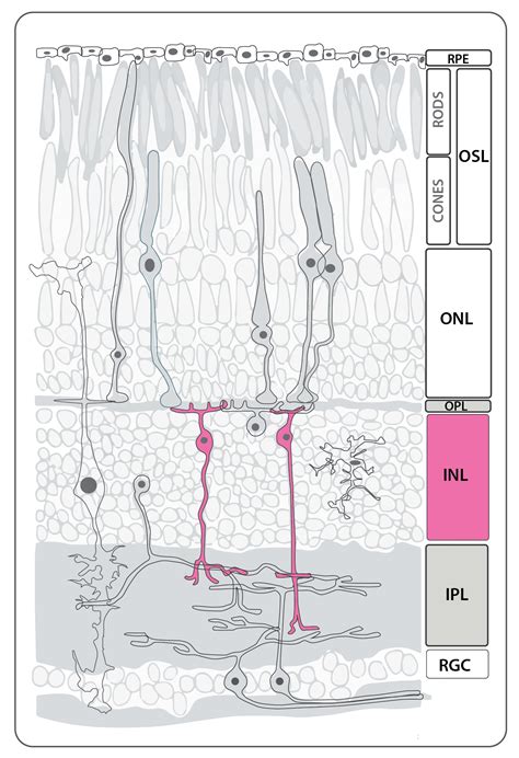 Bipolar Cells — Zebrafish Ucl
