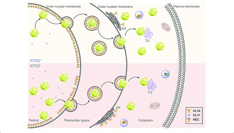 Effects Of Icp22 On Herpesvirus Nuclear Budding Herpesvirus