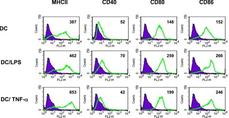 Phenotype Of Tnf α Treated Dc Dc Were Unstimulated Activated With Lps
