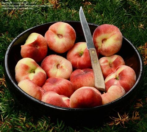 Plantfiles Pictures Donut Peach Pan Tao Peach Peento Peach Peen To