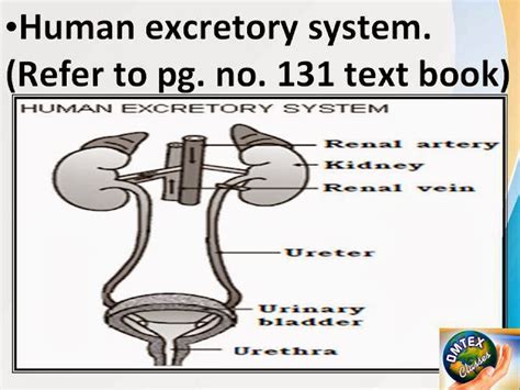 OMTEX CLASSES Describe The Excretory System In Human Beings