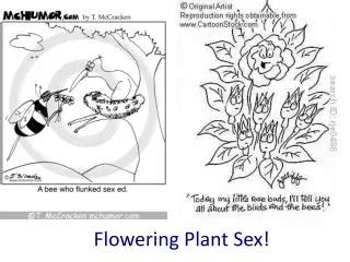 PPT Plant Structure Floral Root System Organization PowerPoint Presentation ID 9662796