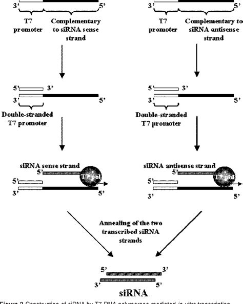 Figure 3 From Rna Interference And The Use Of Small Interfering Rna To