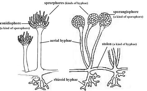 Fungi Structure Diagram