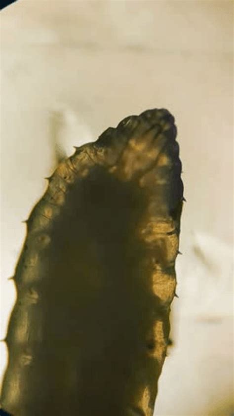 Live Maggot Under Microscope Forensic Entomology Stock Footage Video 100 Royalty Free