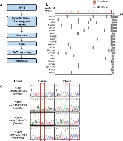 Variant Profiles Of The Validation Cohort A Analysis Pipeline Used Download Scientific