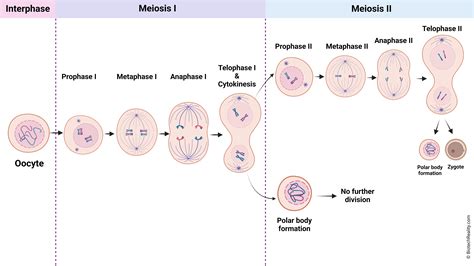 Meiosis Stages 270 Mitosis Meiosis Stock Illustrations Royalty Free
