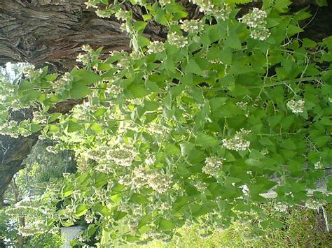 Catnip The Cat Drug Cat Fur In My Coffee