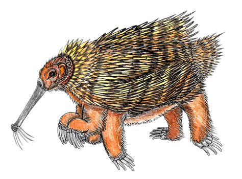 Echidna By Bysthedragon On Deviantart