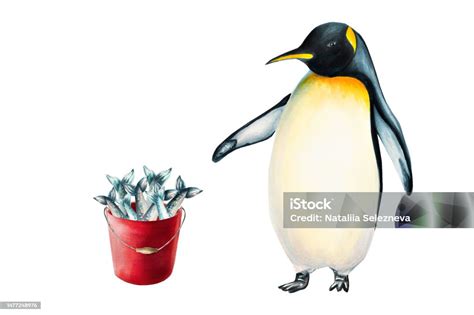 물고기로 가득 찬 빨간 양동이를 가진 수채화 킹 펭귄 디자이너 장식 엽서 포장지 스크랩북 표지 및 로고 초대장 포스터 및 직물 강철에 대한 스톡 벡터 아트 및 기타 이미지