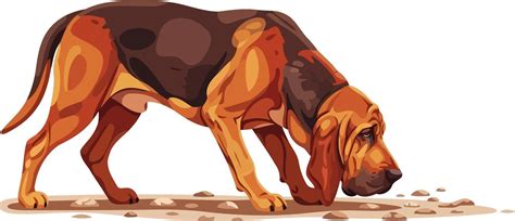 Sabueso Perro Olfateando El Suelo Para Olor 77013928 Vector En Vecteezy
