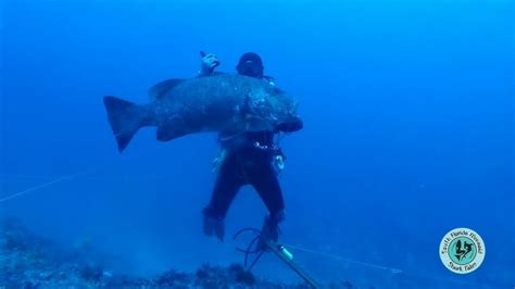Giant Grouper Attack